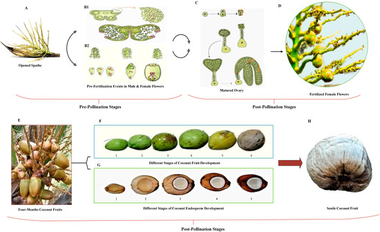 Genomics and Transcriptomics Reveal Genetic Contribution to Population ...