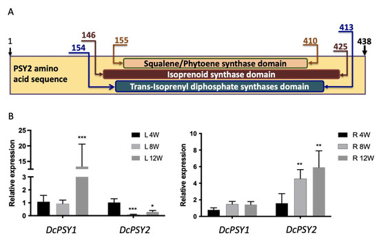 The Carrot Phytoene Synthase 2 (DcPSY2) Promotes Salt Stress Tolerance ...