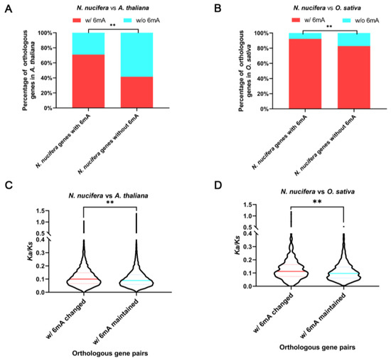 Plants | Free Full-Text | 6mA DNA Methylation on Genes in Plants Is ...