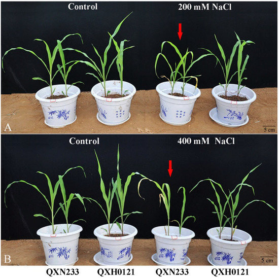 Reshifting Na+ from Shoots into Long Roots Is Associated with Salt ...
