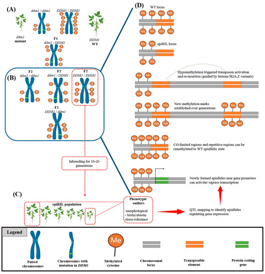 Unveiling the Mysteries of Non-Mendelian Heredity in Plant Breeding