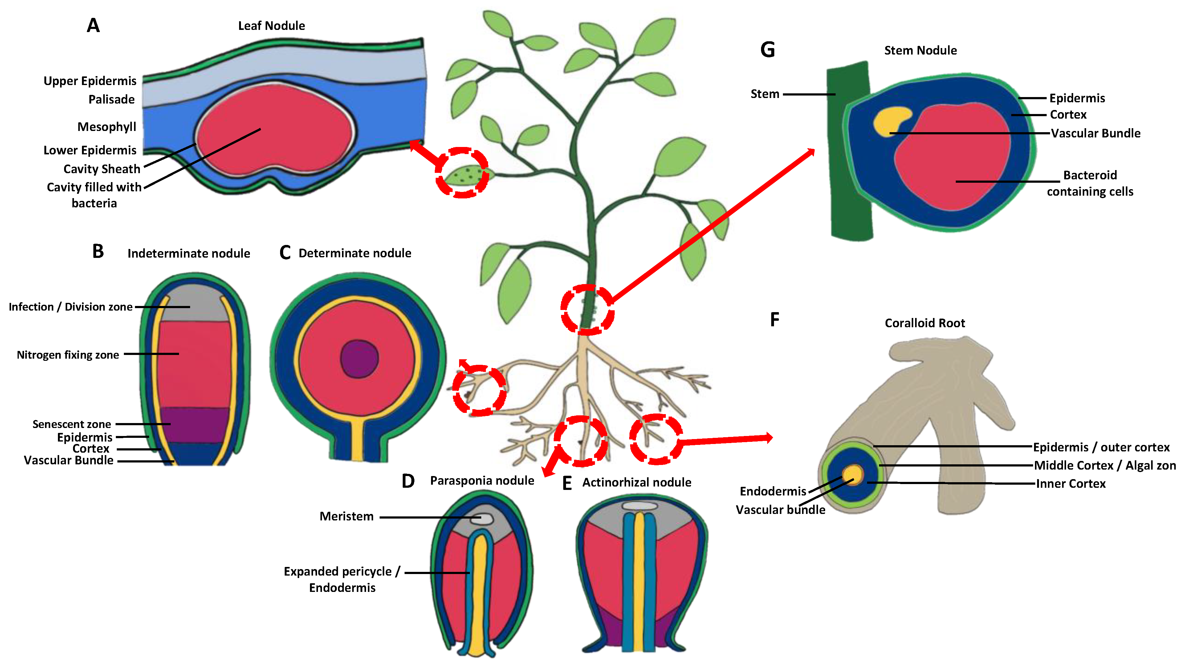 Plant–Environment Response Pathway Regulation Uncovered by ...