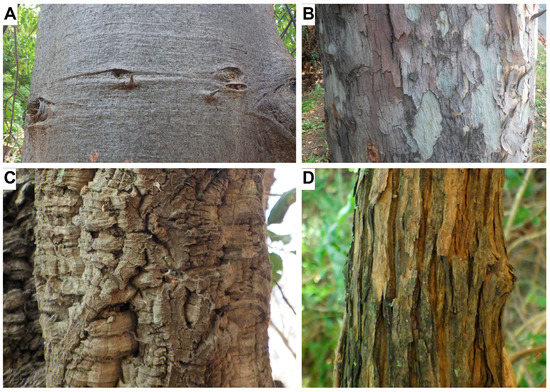 Plants | Free Full-Text | Priorities for Bark Anatomical Research ...