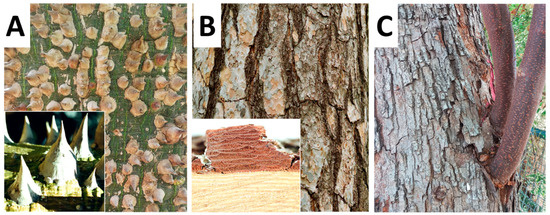 Priorities for Bark Anatomical Research: Study Venues and Open Questions