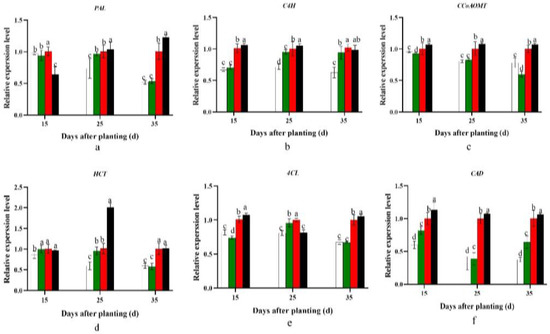 Influence of Planting Density on Sweet Potato Storage Root Formation by ...