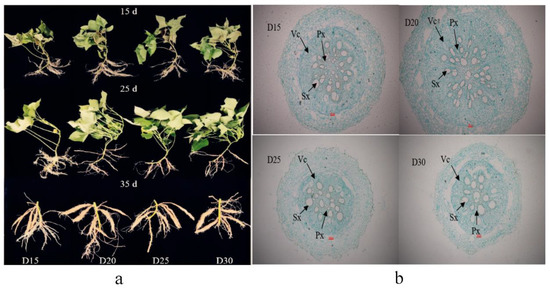 Influence of Planting Density on Sweet Potato Storage Root Formation by ...