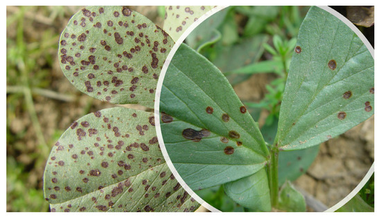 Leguminous Seedborne Pathogens: Seed Health and Sustainable Crop Management