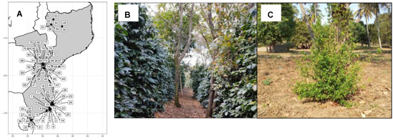 Genomic Evaluation of Coffea arabica and Its Wild Relative Coffea ...