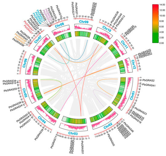 Genome-Wide Identification, Expression and Stress Analysis of the GRAS Gene Family in Phoebe bournei