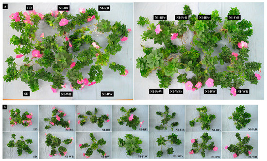 Shift in the Light Quality of Night Interruption Affects Flowering and ...