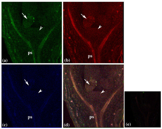A Study of GUS Expression in Arabidopsis as a Tool for the Evaluation ...