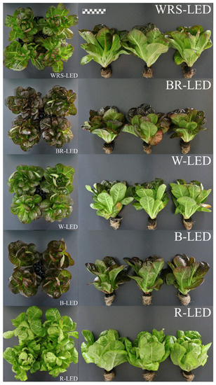 Effect of Various LED Light Qualities, Including Wide Red Spectrum-LED, on the Growth and ...