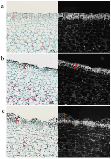 Epigenetic Modifications Related to Potato Skin Russeting