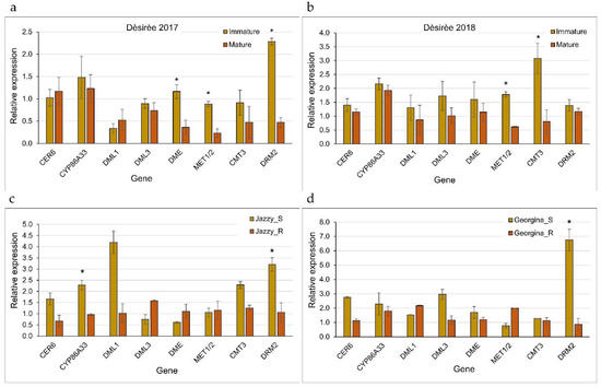 Epigenetic Modifications Related to Potato Skin Russeting