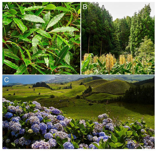 Human Settlement and Landscape Anthropization of Remote Oceanic Islands ...
