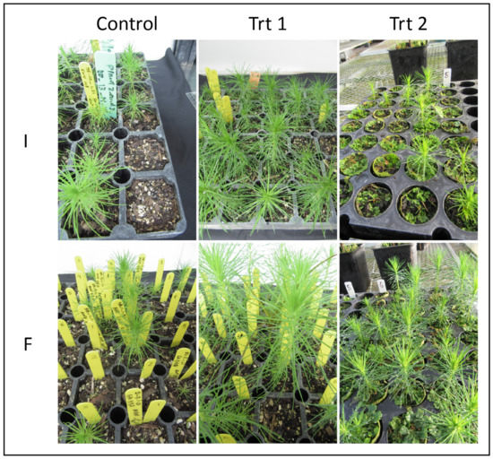 Application of Cold Storage and Short In Vitro Germination for Somatic ...