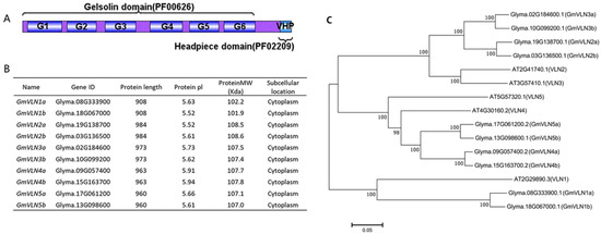 Genome-Wide Identification and Expression Analysis of the VILLIN Gene ...