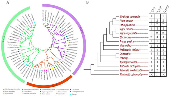 Genome-Wide Identification and Expression Analysis of the VILLIN Gene ...