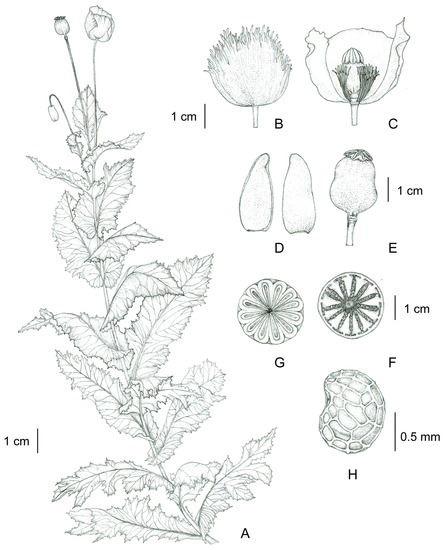 Morphology, Taxonomy, Anatomy, and Palynology of the Opium Poppy ...