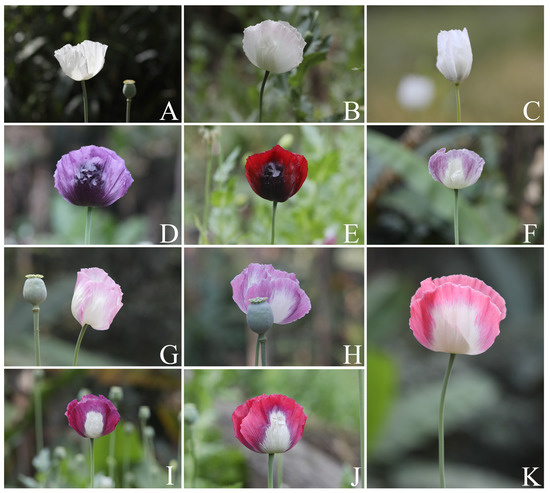 Morphology, Taxonomy, Anatomy, and Palynology of the Opium Poppy ...