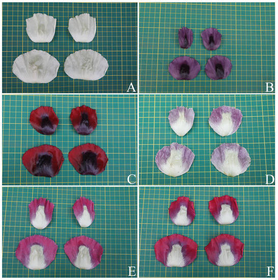 Morphology, Taxonomy, Anatomy, and Palynology of the Opium Poppy ...