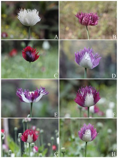 Morphology, Taxonomy, Anatomy, and Palynology of the Opium Poppy ...