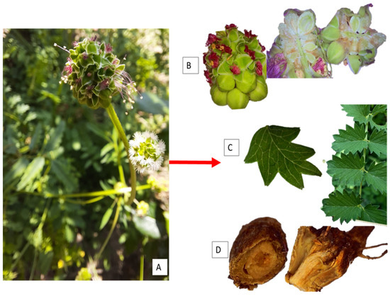Sanguisorba minor Scop.: An Overview of Its Phytochemistry and ...