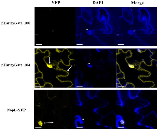 Multitask Approach to Localize Rhizobial Type Three Secretion System ...