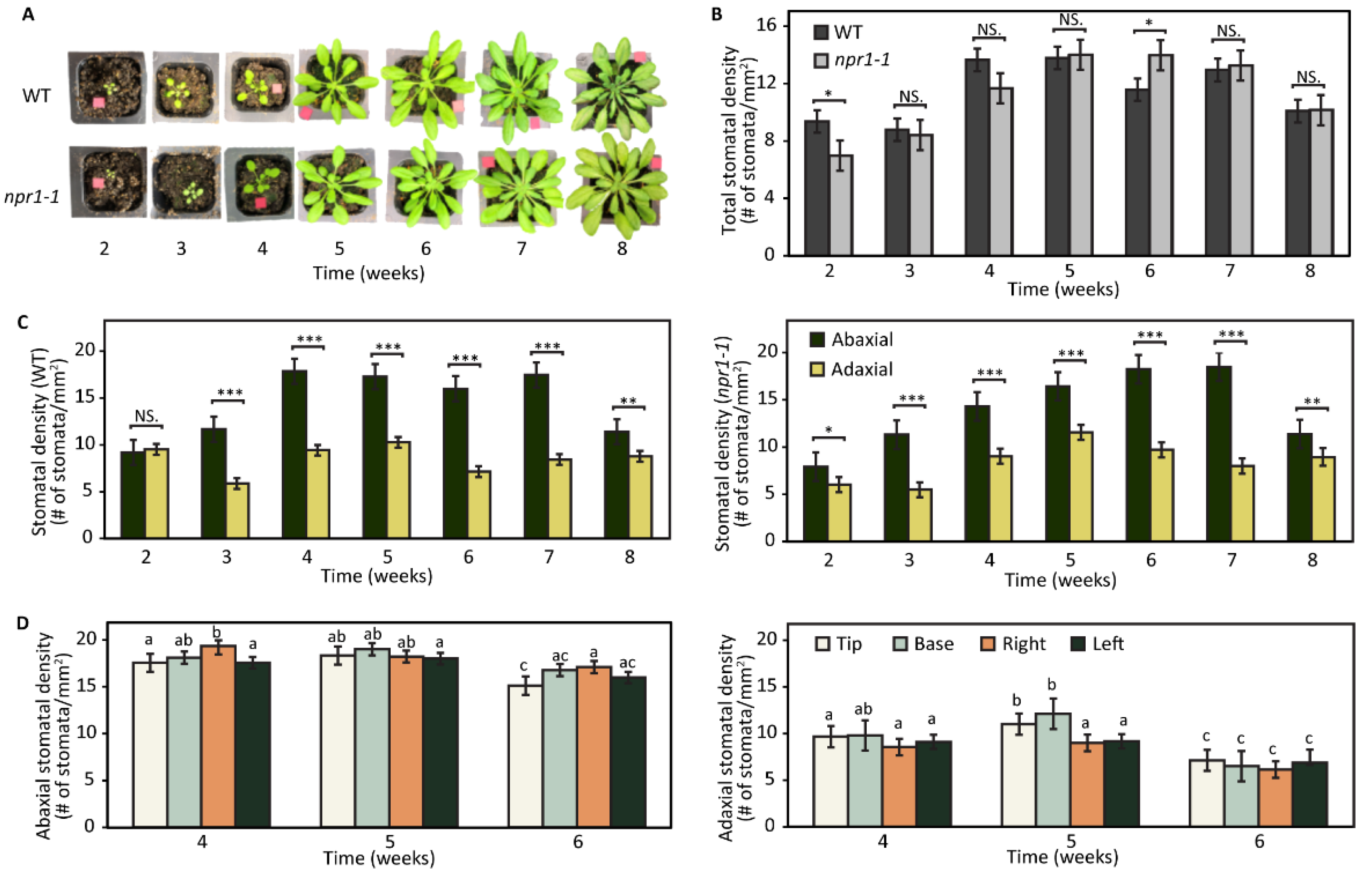 Role of NPR1 in Systemic Acquired Stomatal Immunity