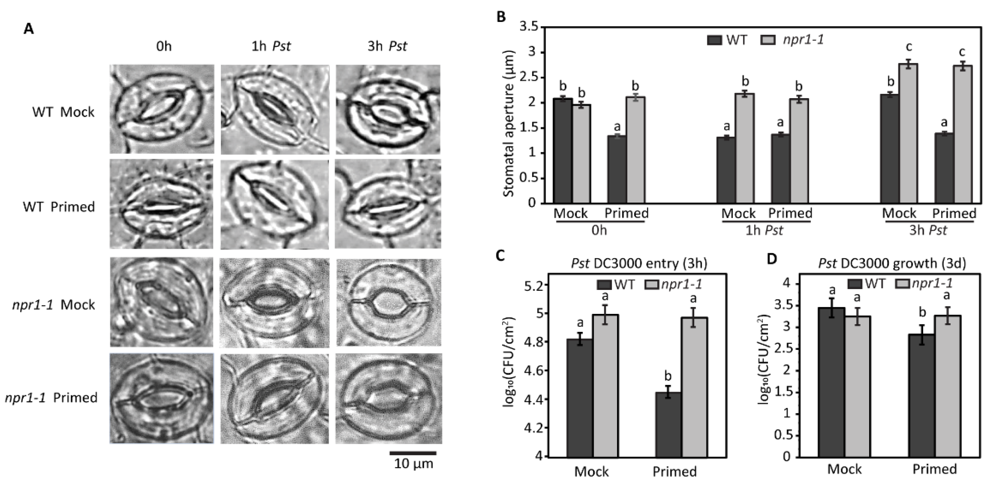 Role of NPR1 in Systemic Acquired Stomatal Immunity