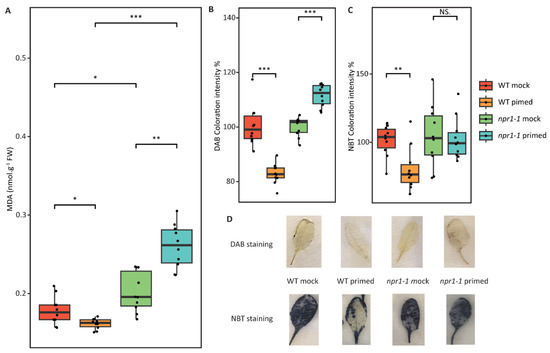 Role of NPR1 in Systemic Acquired Stomatal Immunity