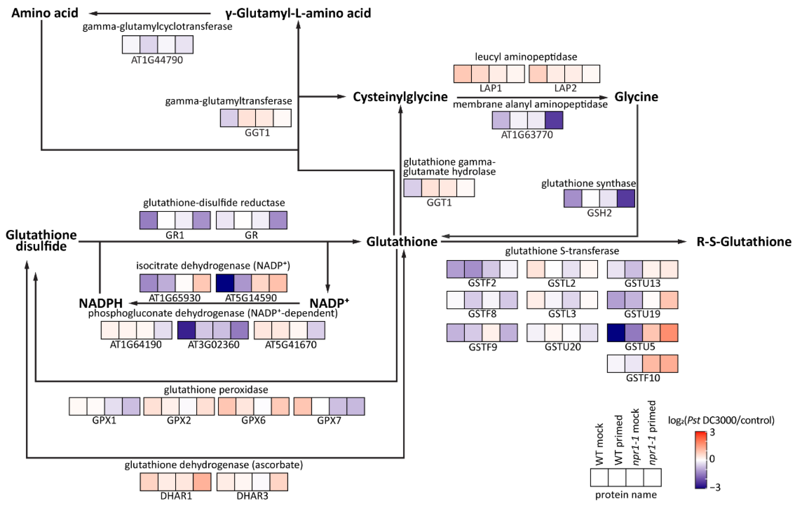 Role of NPR1 in Systemic Acquired Stomatal Immunity