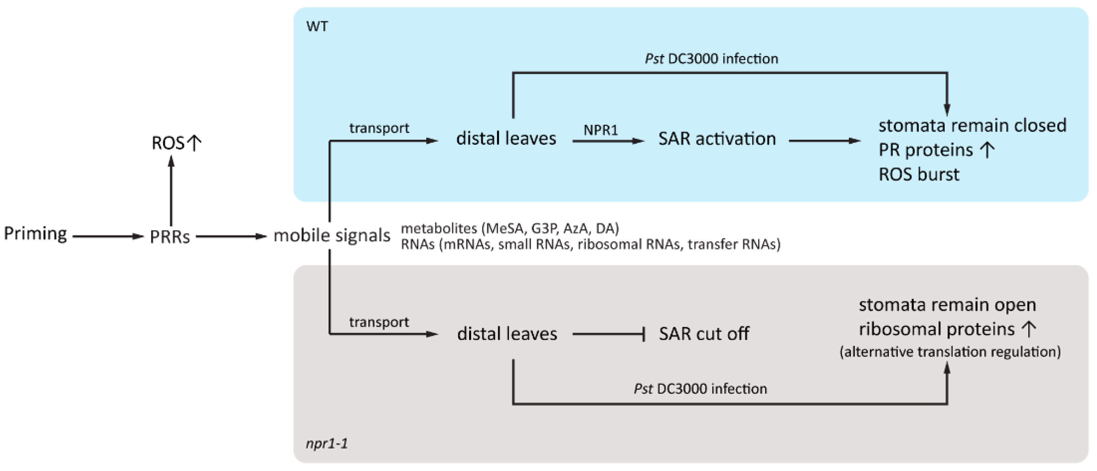 Role of NPR1 in Systemic Acquired Stomatal Immunity