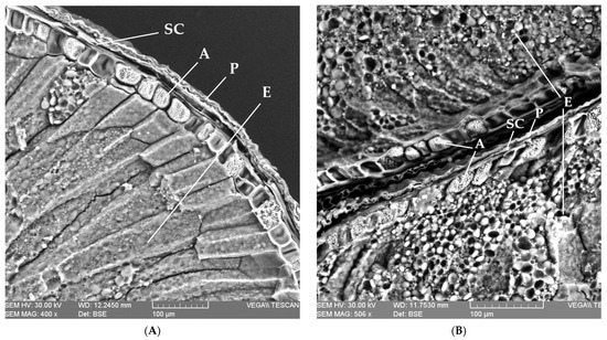 Plants | Free Full-Text | Physicochemical Characteristics and ...