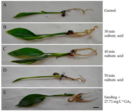 How Scarification, GA3 and Graphene Oxide Influence the In Vitro ...