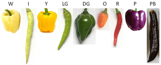 Pigment Biosynthesis and Molecular Genetics of Fruit Color in Pepper