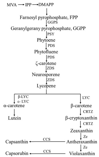 Pigment Biosynthesis and Molecular Genetics of Fruit Color in Pepper