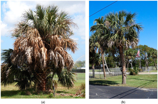 Identification of Green-Leaf Volatiles Released from Cabbage Palms ...