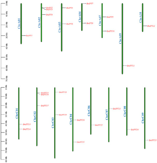 Identification and Expression Analysis of the Isopentenyl Transferase ...