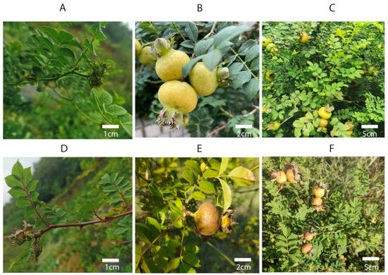 Polyploid Induction and Identification of Rosa roxburghii f. eseiosa