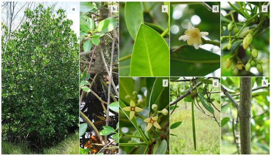 Red Mangrove (Rhizophora stylosa Griff.)—A Review of Its Botany ...