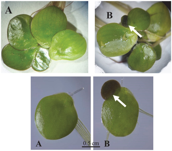 Survival Strategies of Duckweeds, the World’s Smallest Angiosperms