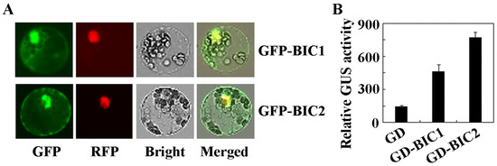 BIC2, a Cryptochrome Function Inhibitor, Is Involved in the Regulation of ABA Responses in ...