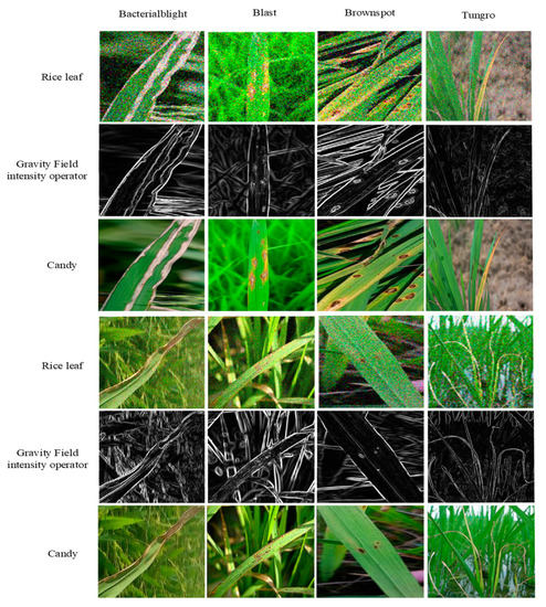 An Accurate Classification of Rice Diseases Based on ICAI-V4