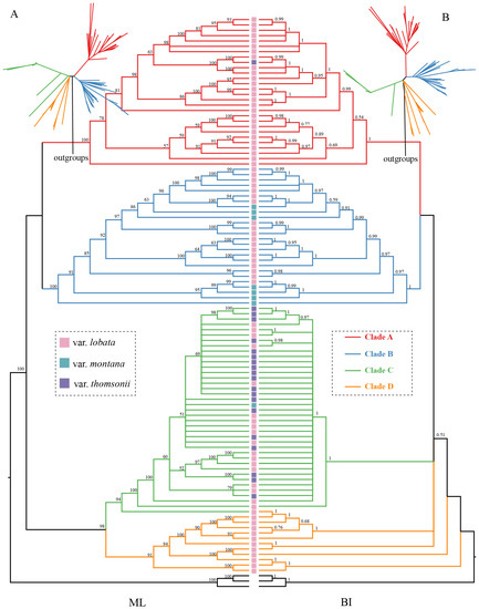 Pueraria montana Population Structure and Genetic Diversity Based on ...