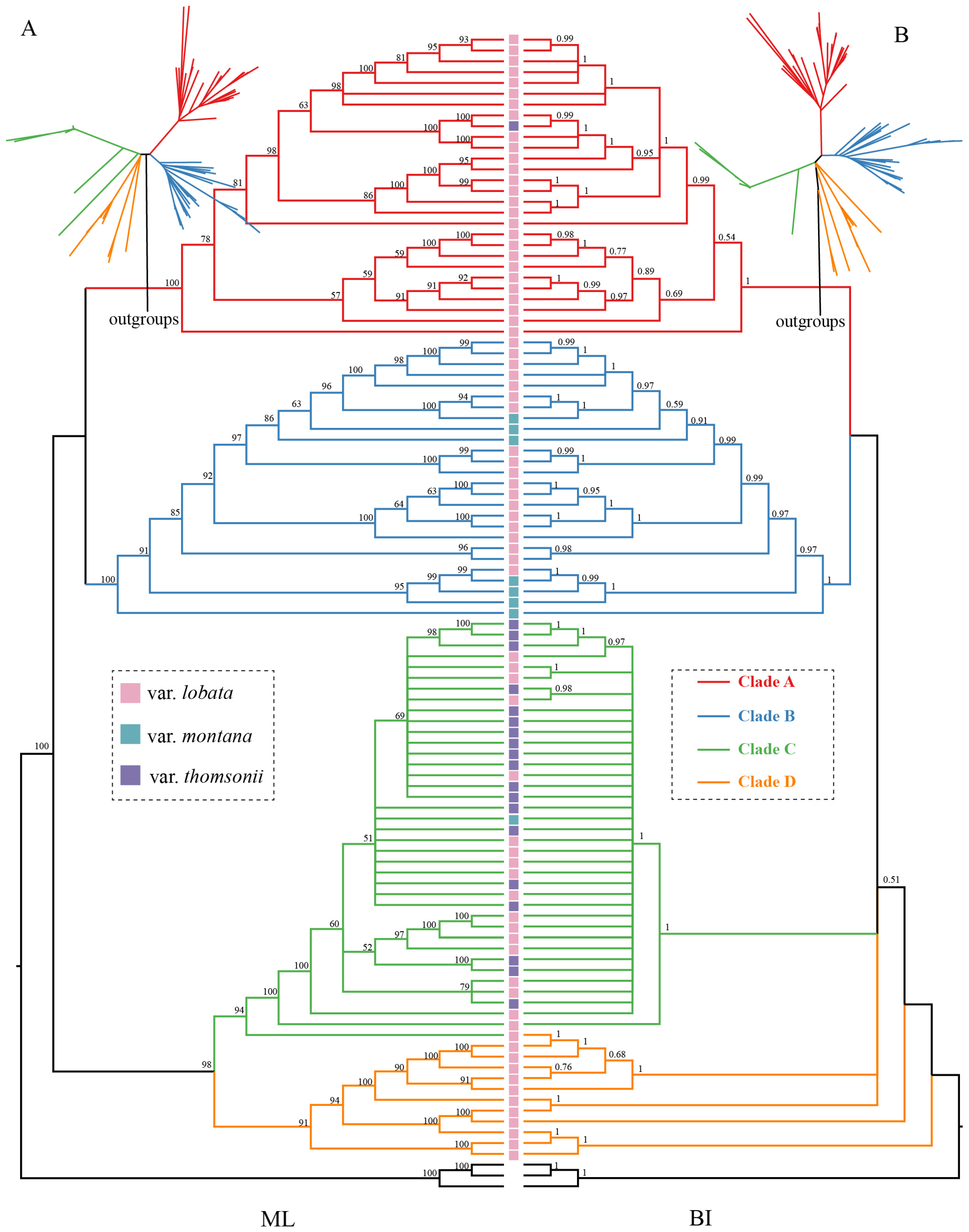 Pueraria montana Population Structure and Genetic Diversity Based on Chloroplast Genome Data