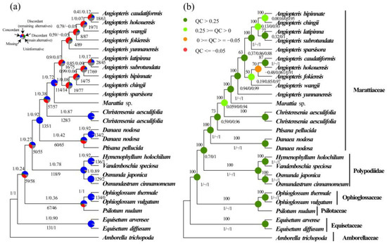 Transcriptome-Based Study on the Phylogeny and Hybridization of ...