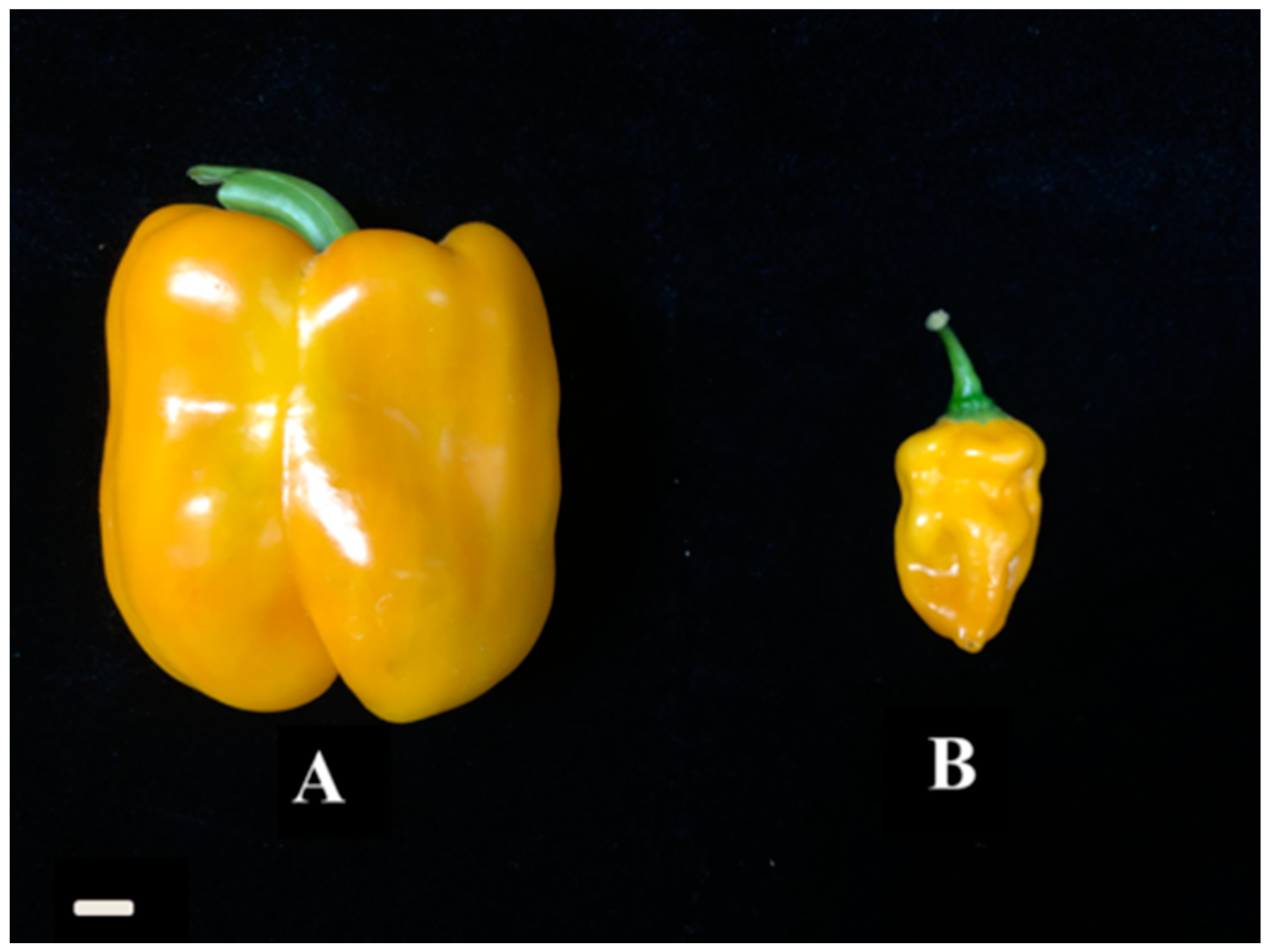 Plants | Free Full-Text | Analysis of Important Volatile Organic ...
