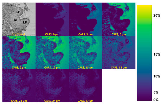 Plants | Free Full-Text | Tracking Permeation of Dimethyl Sulfoxide ...