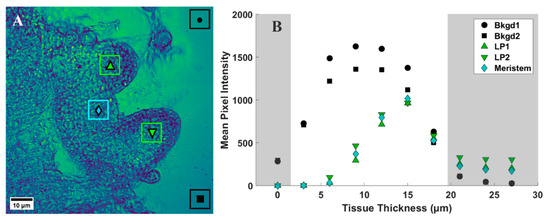 Plants | Free Full-Text | Tracking Permeation of Dimethyl Sulfoxide ...